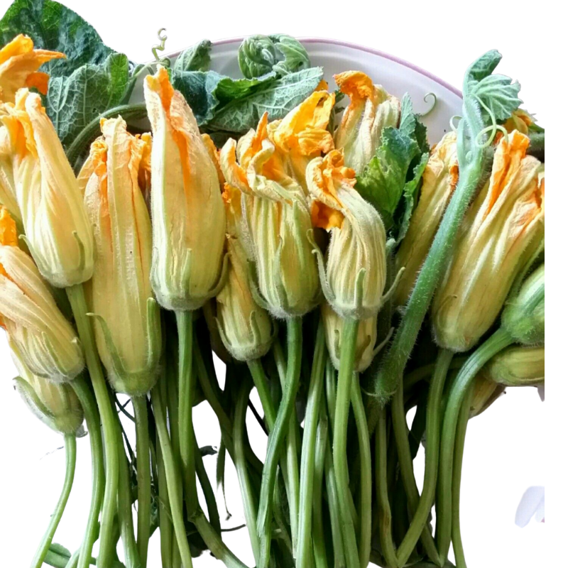 Bulaklak ng Kalabasa (Per Tali) – Aling Gemma Online Palengke - Paco Market