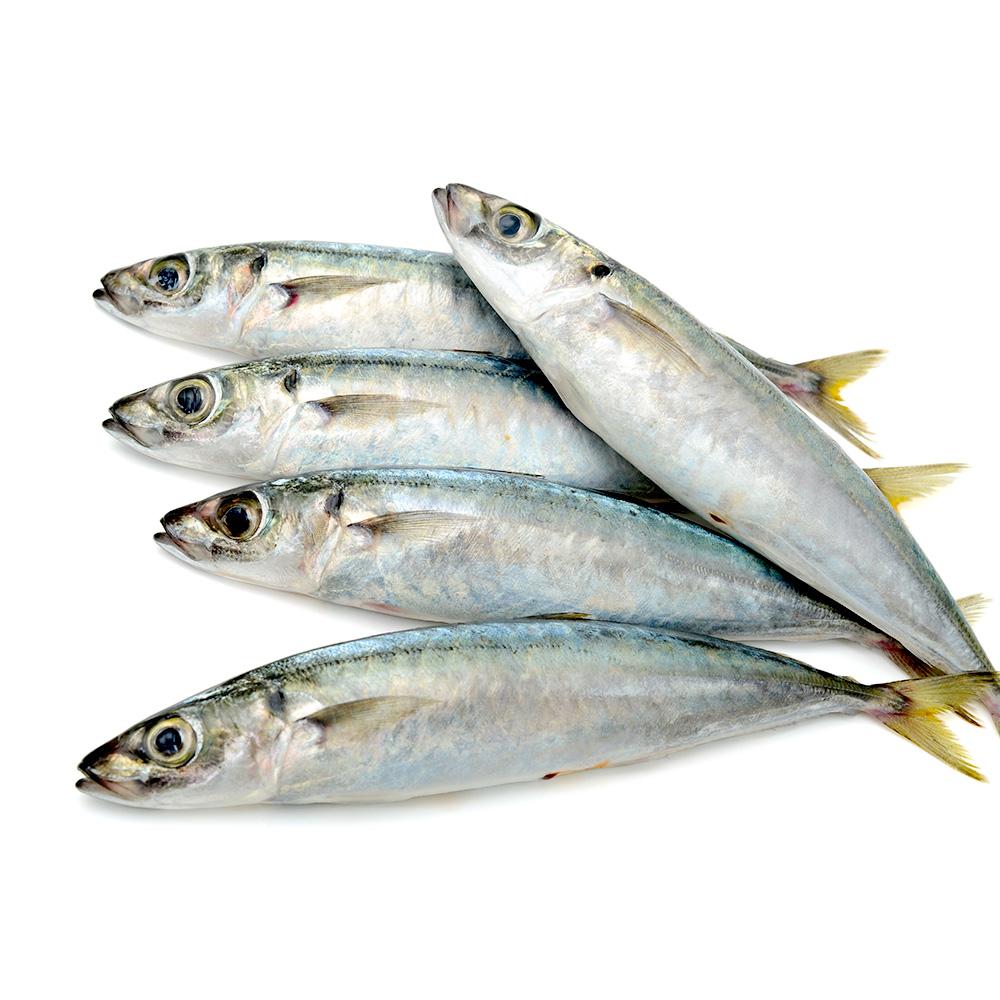 Galunggong (Medium size) – Aling Gemma Online Palengke - Paco Market