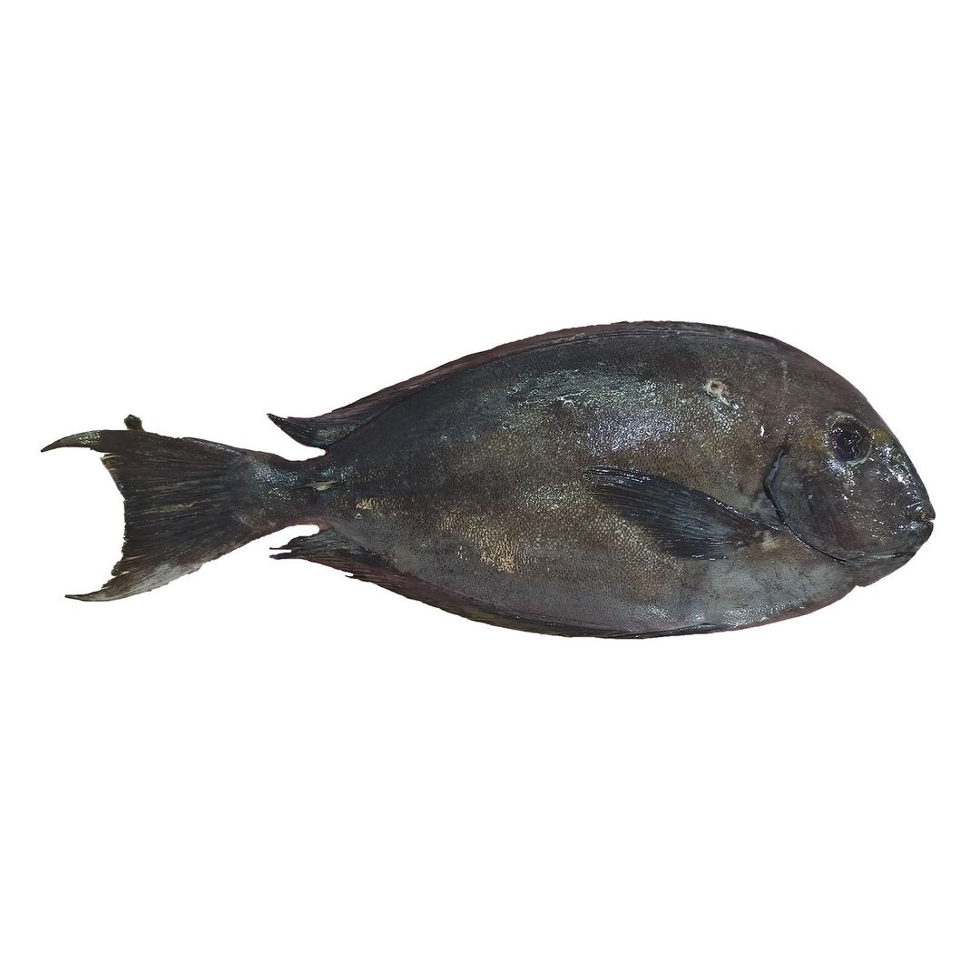 Labahita - Surgeon Fish – Aling Gemma Online Palengke - Paco Market
