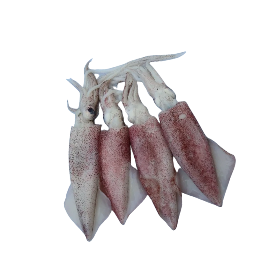 Pusit (Medium) – Aling Gemma Online Palengke - Paco Market